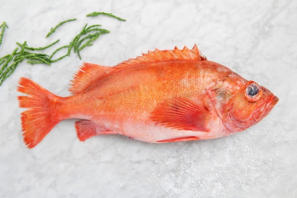 Roodbaarsfilet met of zonder huid – mijnvisaanhuis.nl